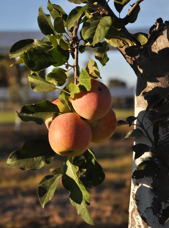 School-Grown Goodness: SCUSD’s Orchard and Cafeteria Farm | Edible ...